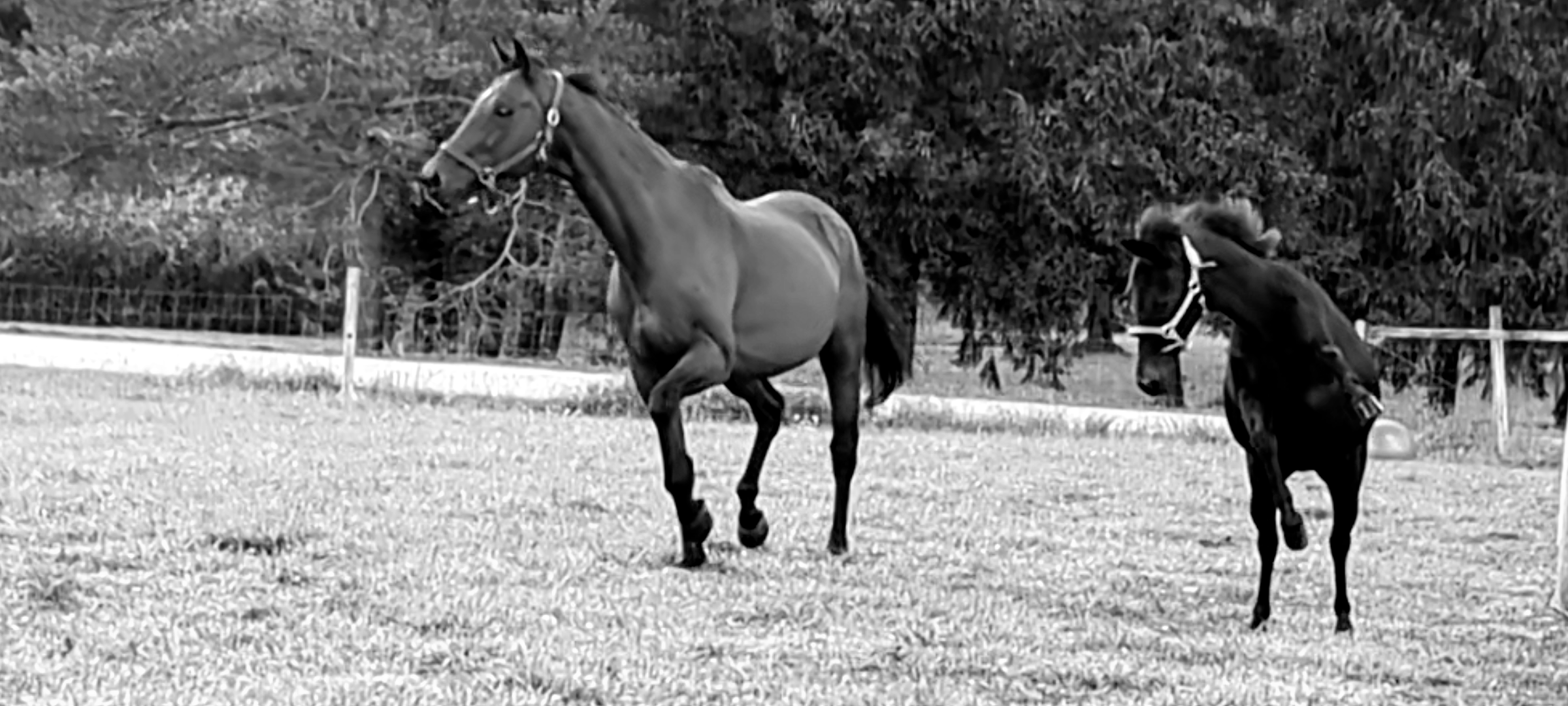 Boarding Services – Drømmer Farms